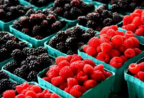 MICHIGAN'S FRUIT AND VEG U-PICK GUIDE - VegMichigan